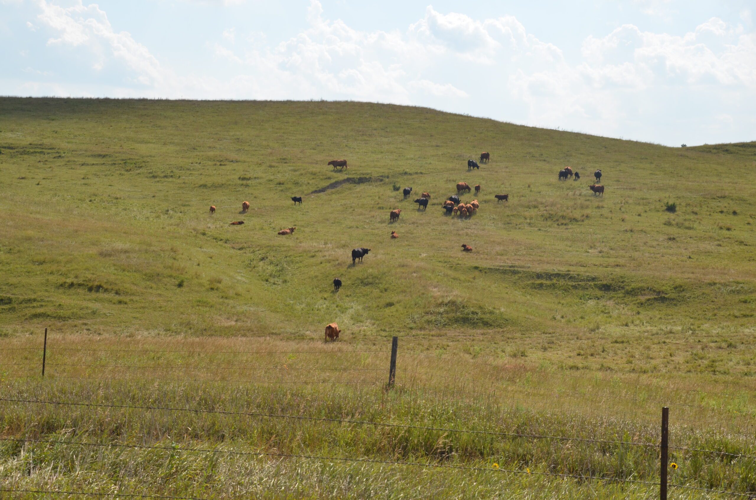 400 Acres of Hard Grass Pasture In Custer County, Nebraska | Wolf, Inc ...